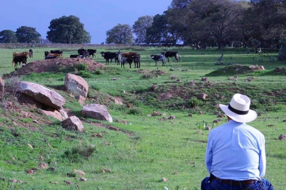 Toros - Noticias de Querétaro