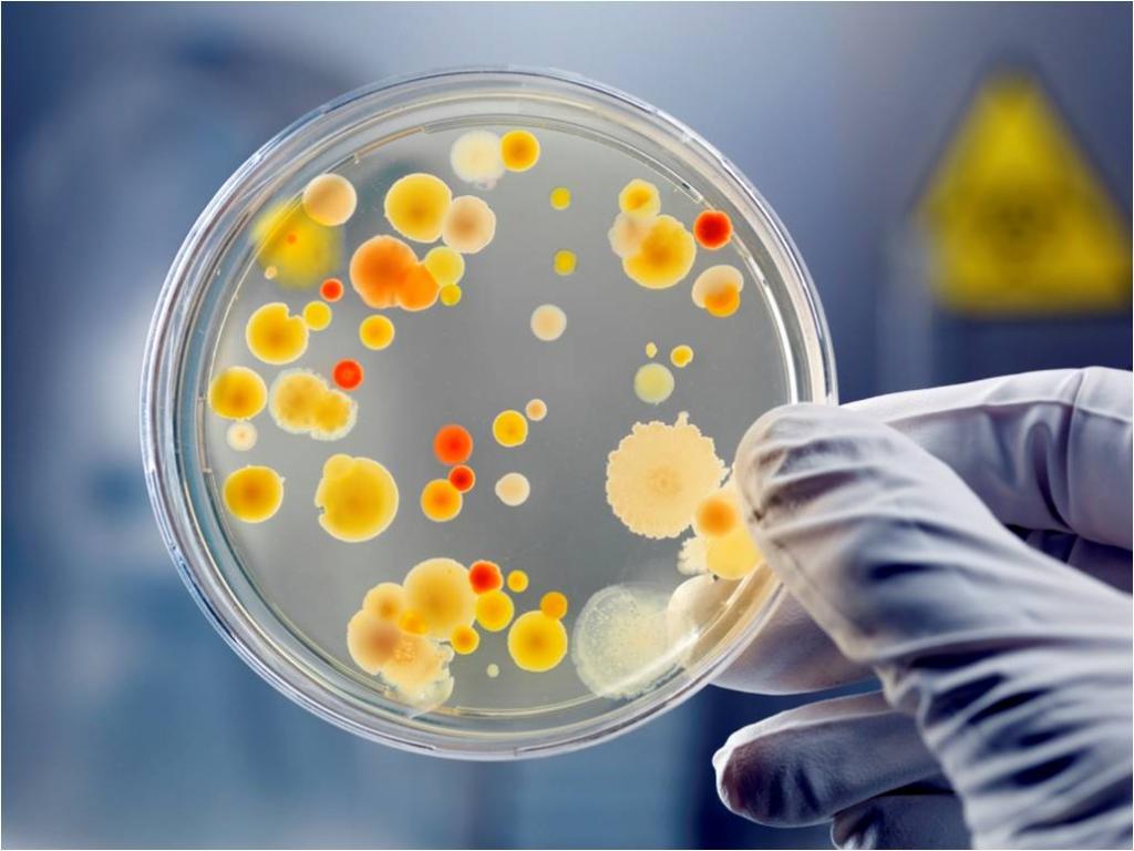 Agricultura en México y control biológico de microorganismos - Noticias ...