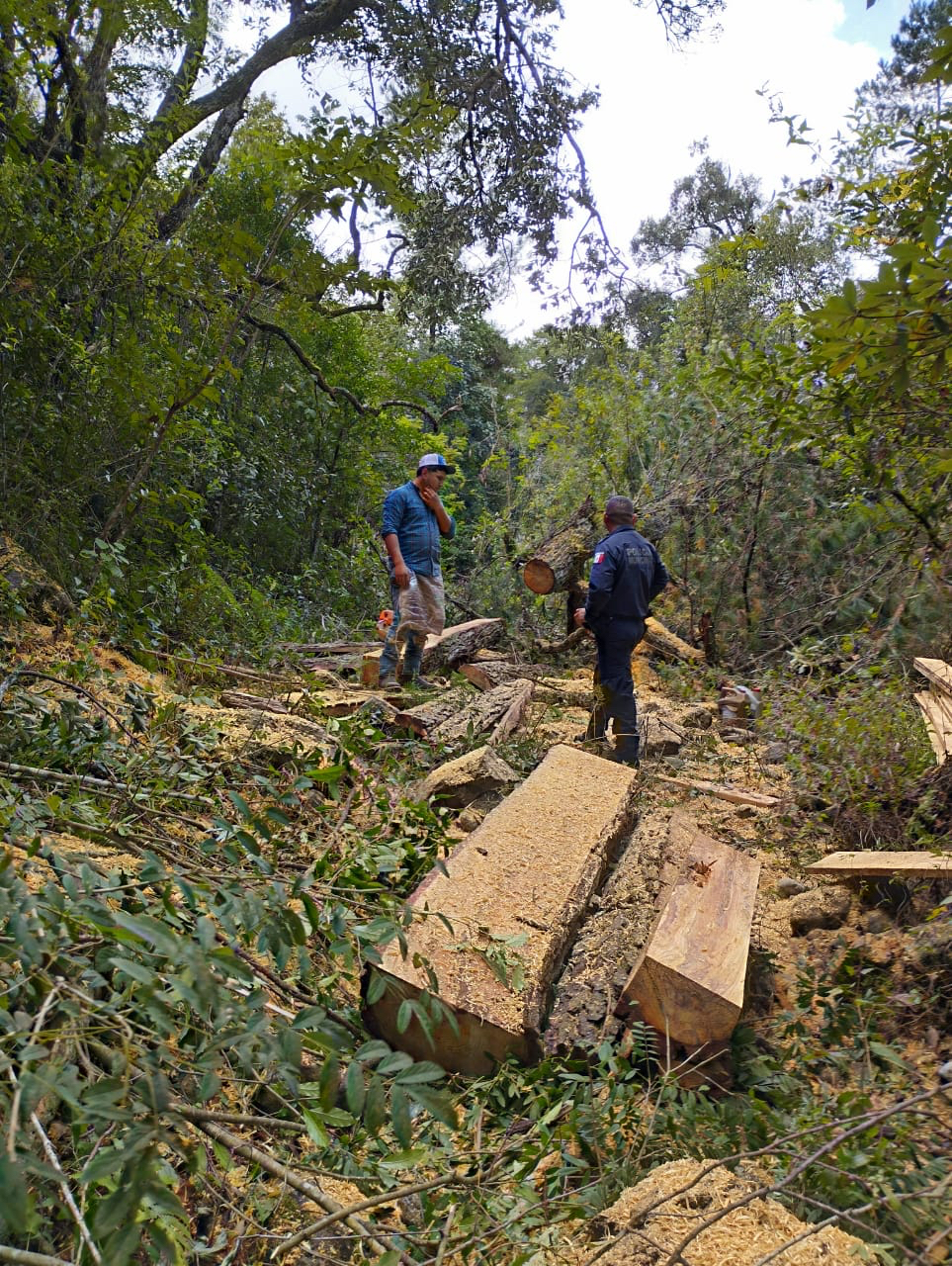 Siguen talando árboles de forma clandestina en Valle Verde - Noticias ...