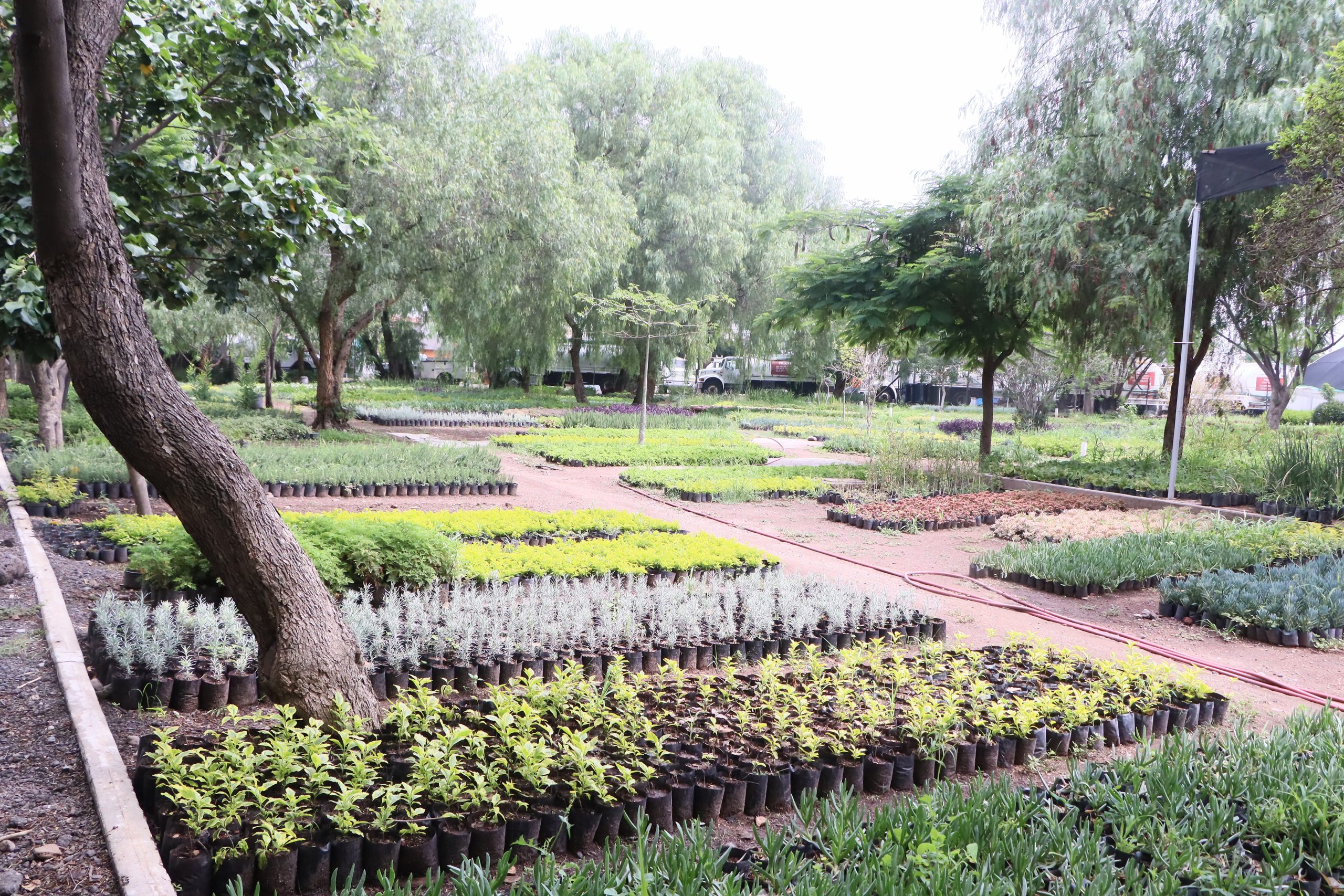 Produce Vivero Municipal más de 200 especies al año - Noticias de Querétaro