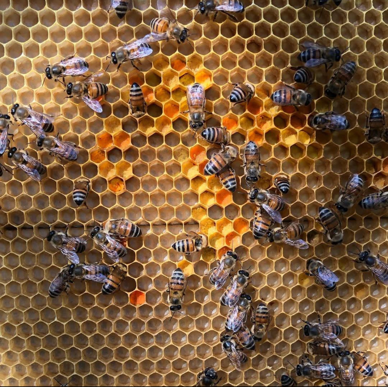 Bee the Change: Una historia de pasión por las abejas y el planeta - Noticias de Querétaro