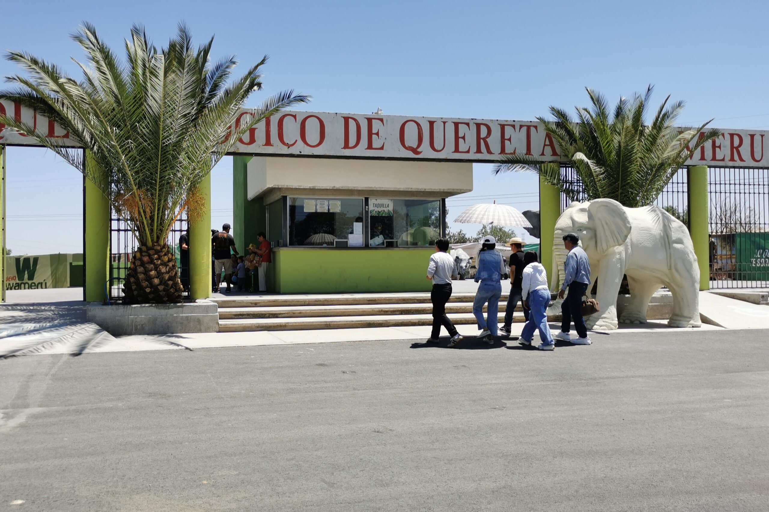 Avanza Wamerú en su recuperación - Noticias de Querétaro