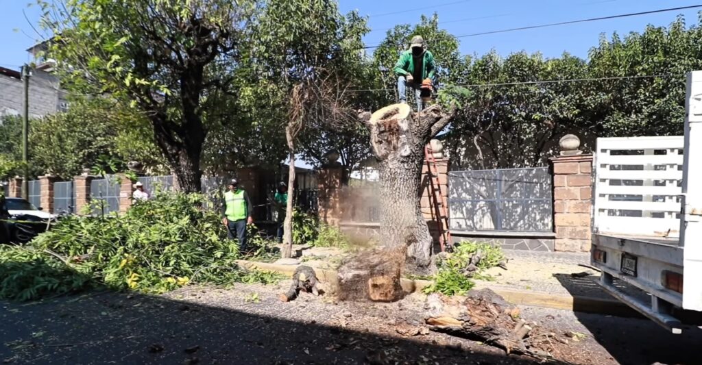 Han retirado cinco árboles enfermos - Noticias de Querétaro