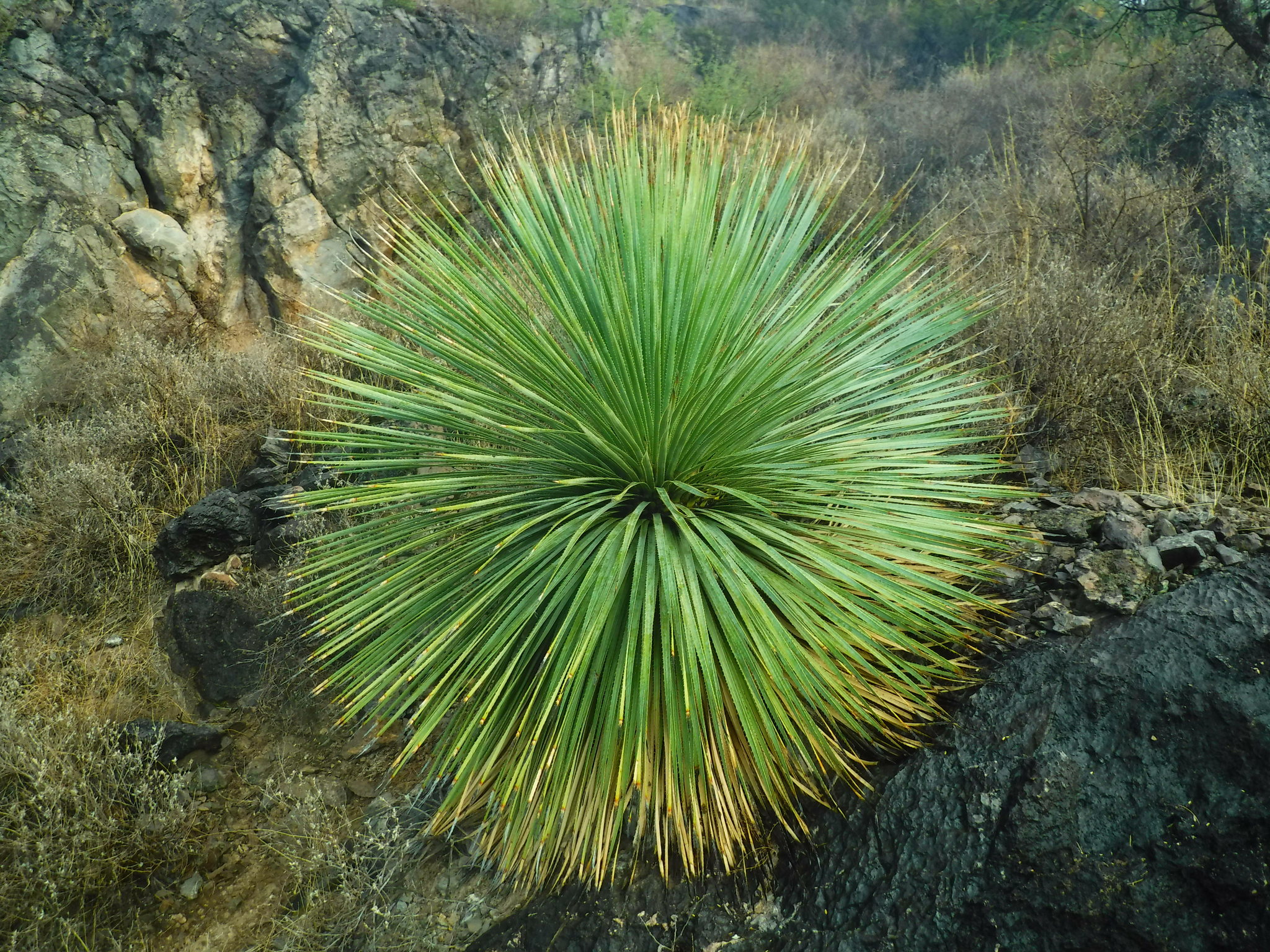 Reforesta Profepa plantas de sotol en Querétaro - Noticias de Querétaro