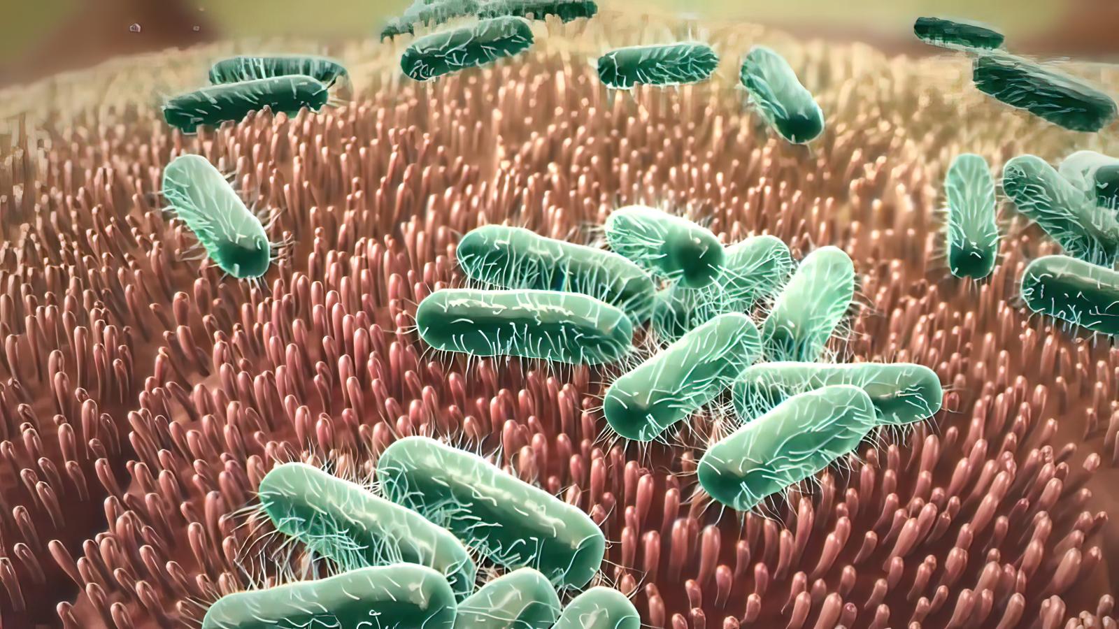 ¿Qué es la flora intestinal, por qué es tan importante y cómo ...