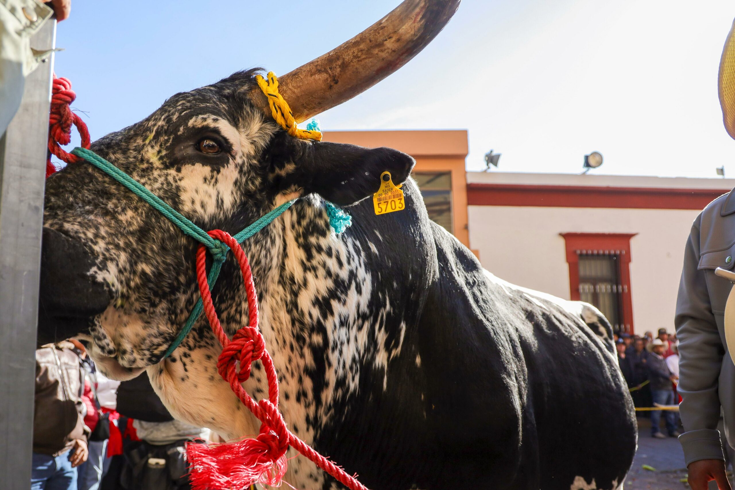 Paseo del Buey, tradición intacta - Noticias de Querétaro