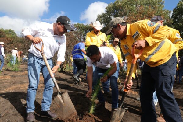 Inicia SEDEA reforestación con más de 800 mil árboles - Noticias de ...